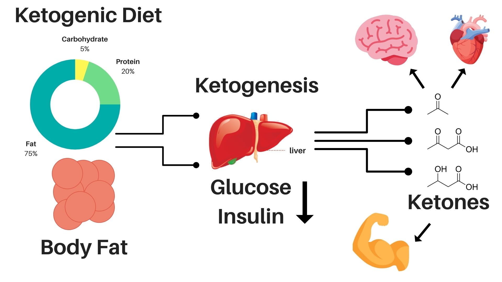 Keto Diet for Weight Loss: Beginner Step-by-Step Guide