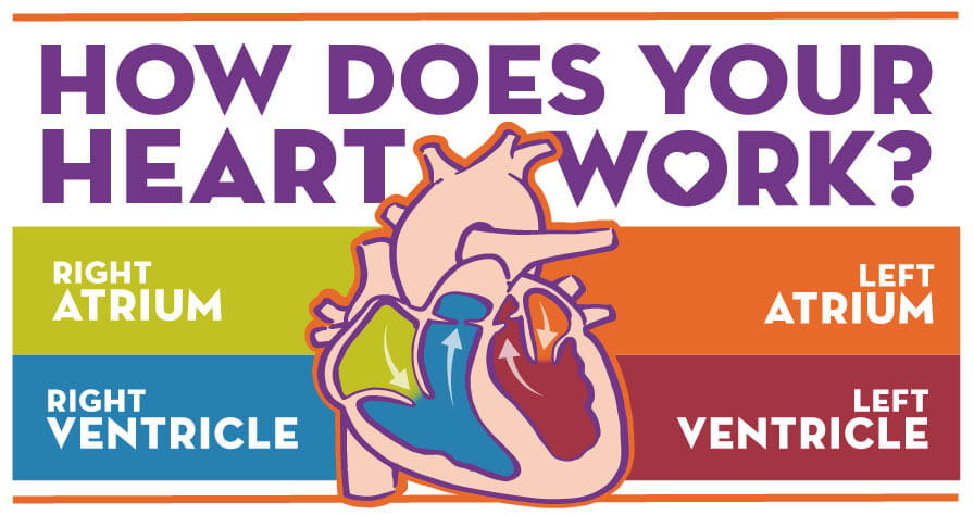 10 Heart Health Tips for Everyday Life